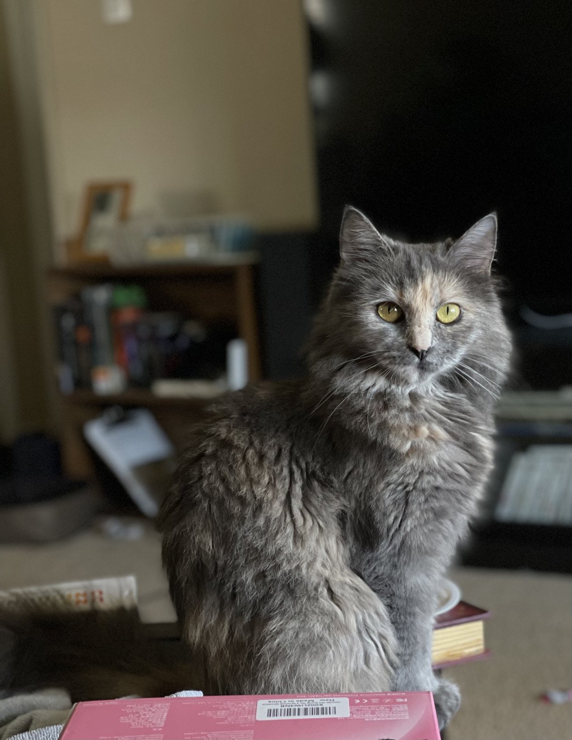 Arabesque Strana Chudes - Siberian Cat cat United States