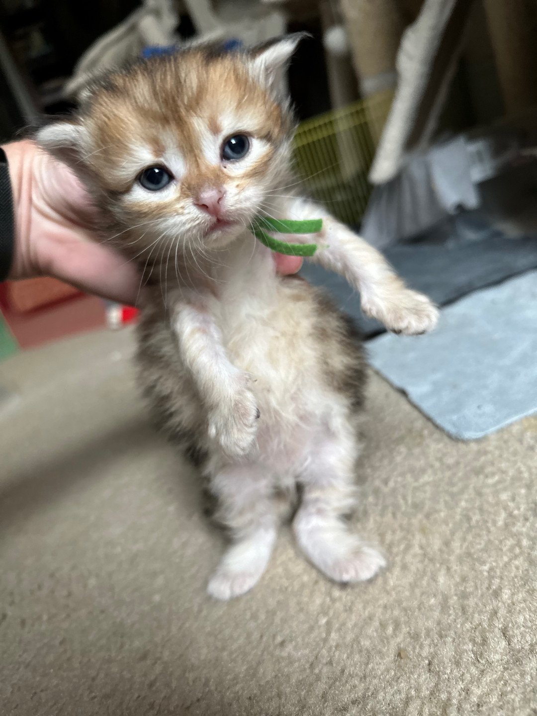 SpellboundSC Rowan (Aria I) Green Collar - Siberian Cat kitten United ...