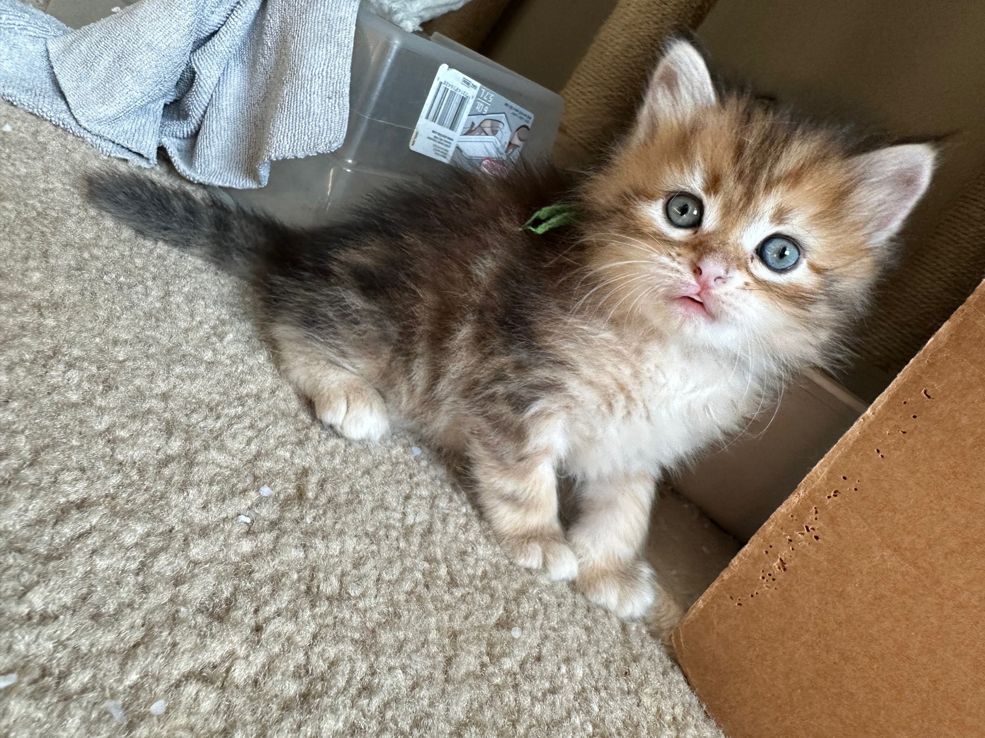 SpellboundSC Rowan (Aria I) Green Collar - Siberian Cat kitten United ...