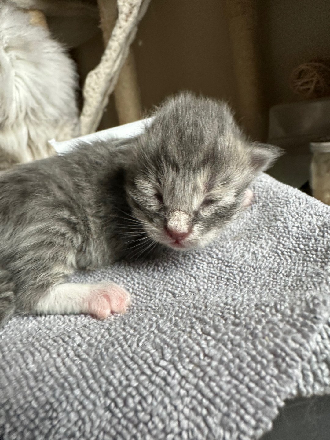 SpellboundSC Male 4 (Arabesque F) - Siberian Cat kitten United States