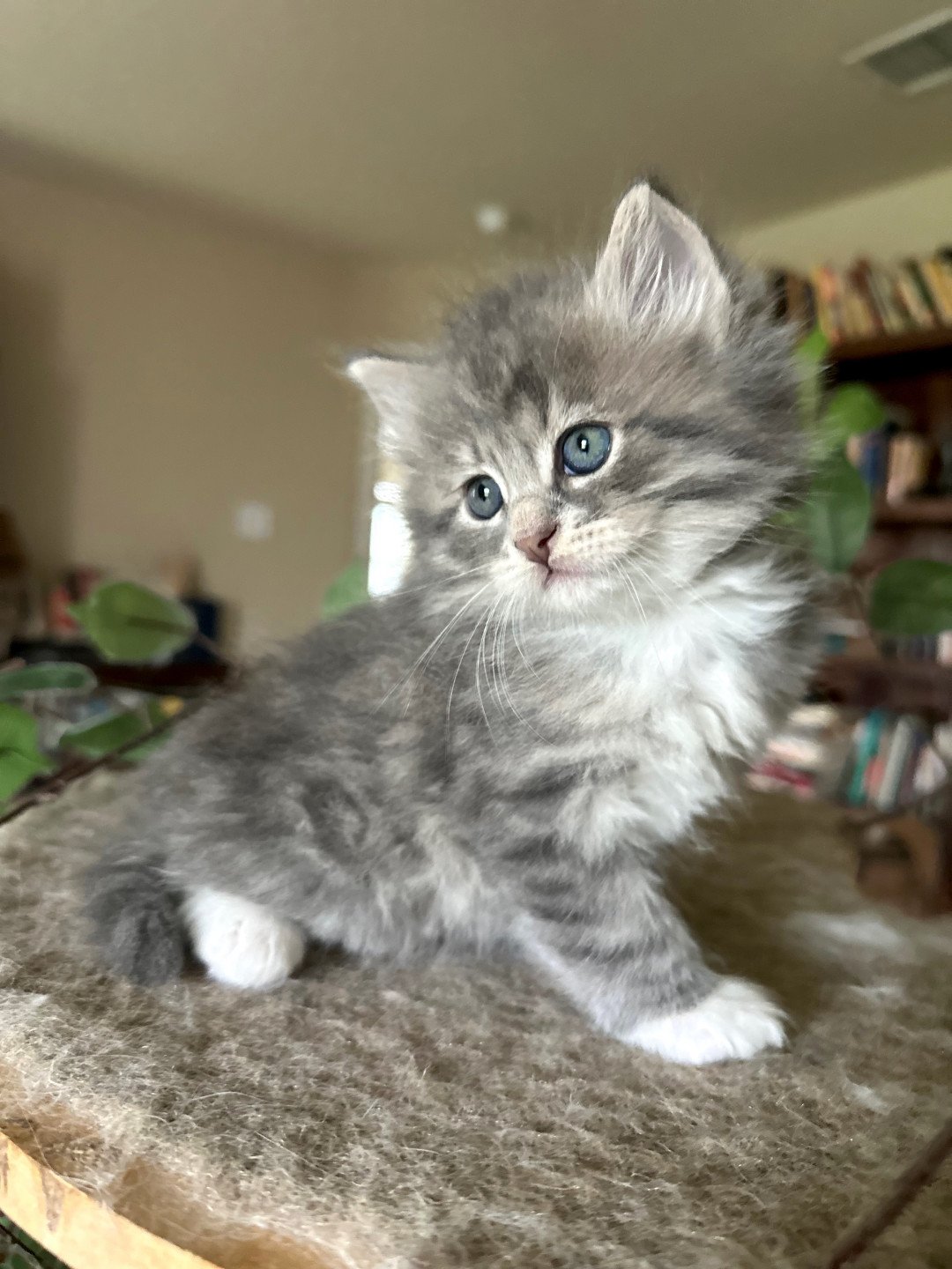 SpellboundSC Male 4 (Arabesque F) - Siberian Cat kitten United States