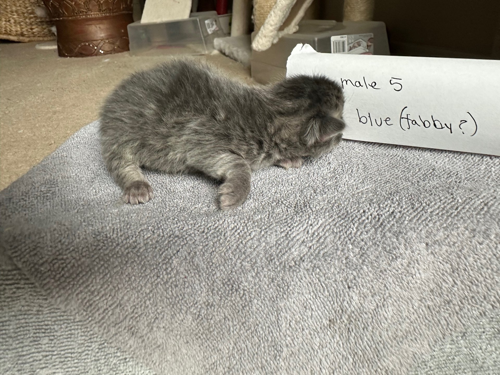 SpellboundSC Male 5 (Arabesque F) - Siberian Cat kitten United States