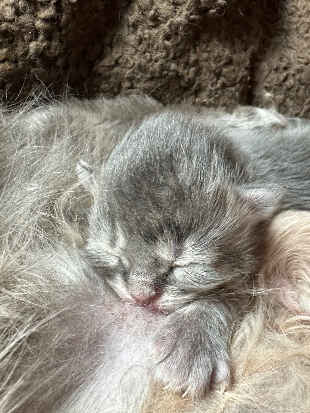SpellboundSC Male 5 (Arabesque F) - Siberian Cat kitten United States