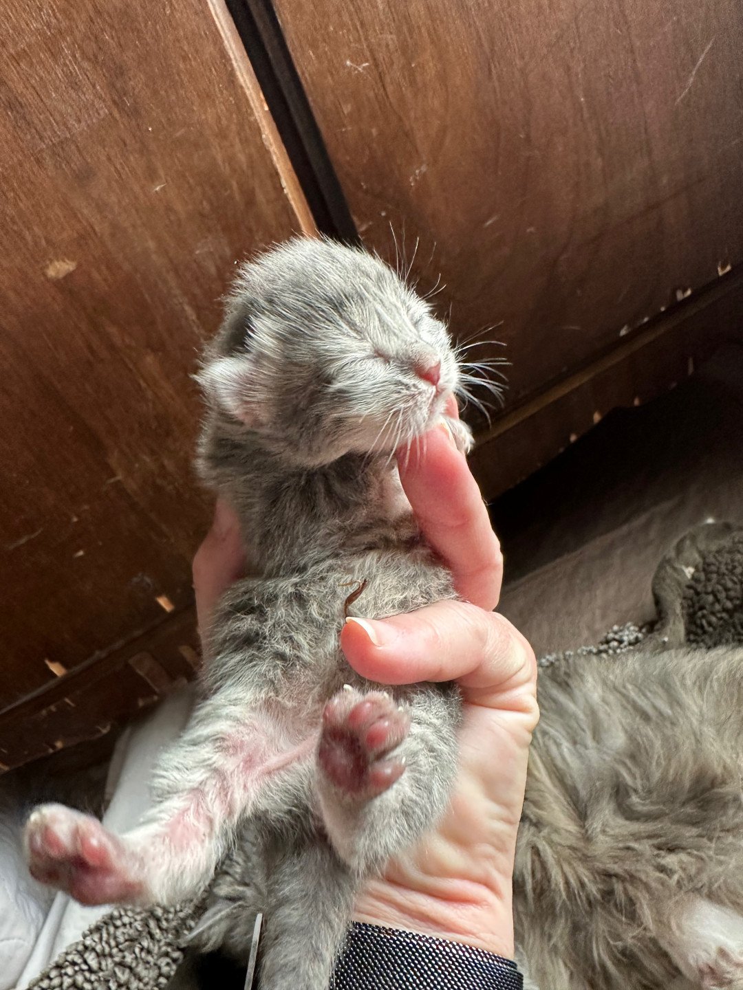 SpellboundSC Male 5 (Arabesque F) - Siberian Cat kitten United States