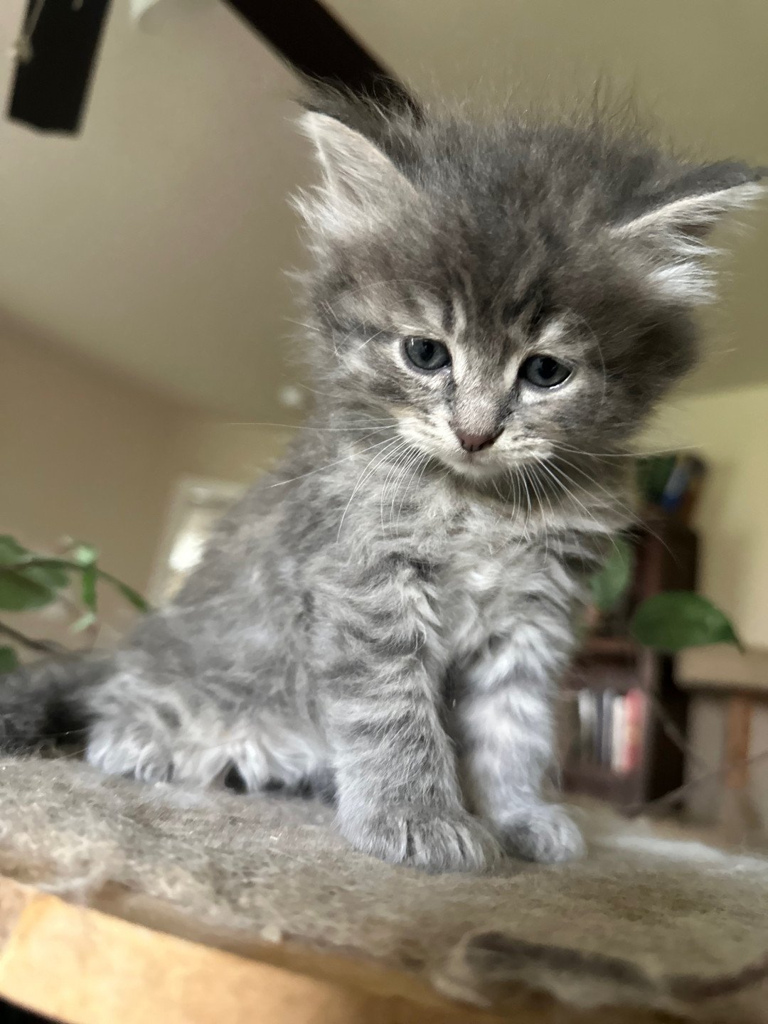 SpellboundSC Male 5 (Arabesque F) - Siberian Cat kitten United States